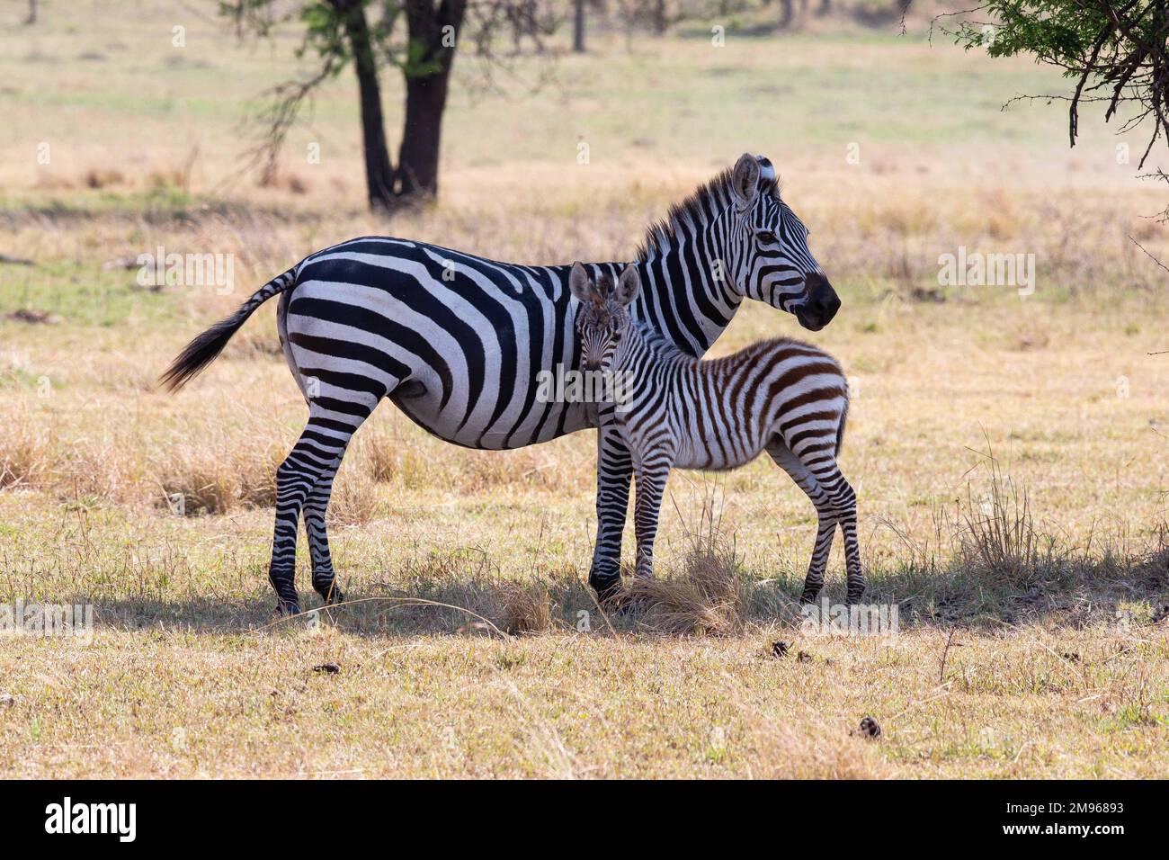Afrika Safari Serengeti Zebra Stock Photo - Alamy