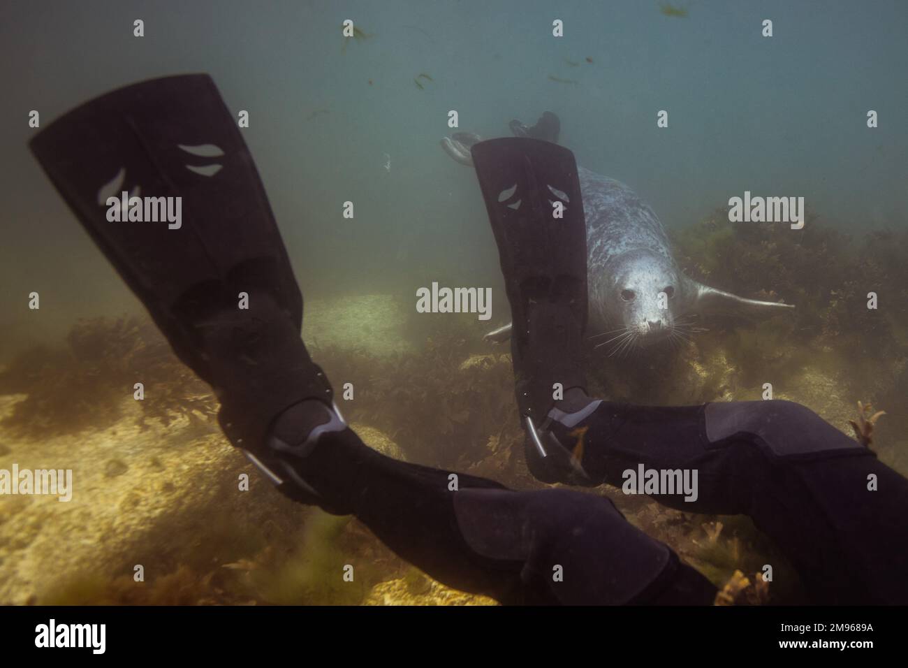 A common grey seal swims with scuba divers in the waters surrounding ...