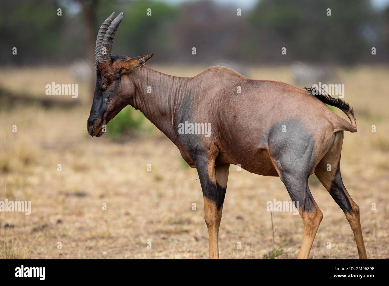 Topi antílope hi-res stock photography and images - Alamy