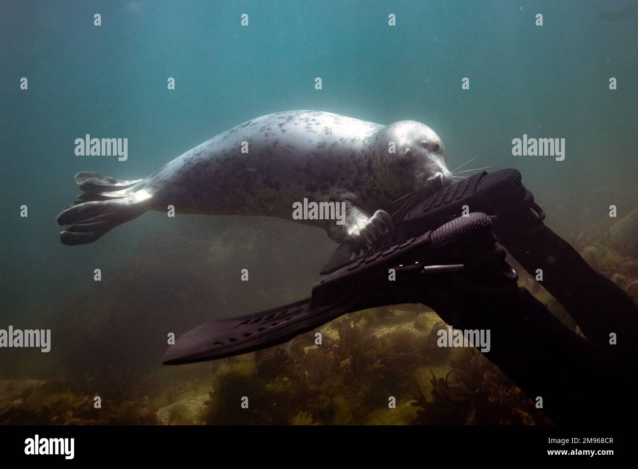 A common grey seal swims with scuba divers in the waters surrounding ...