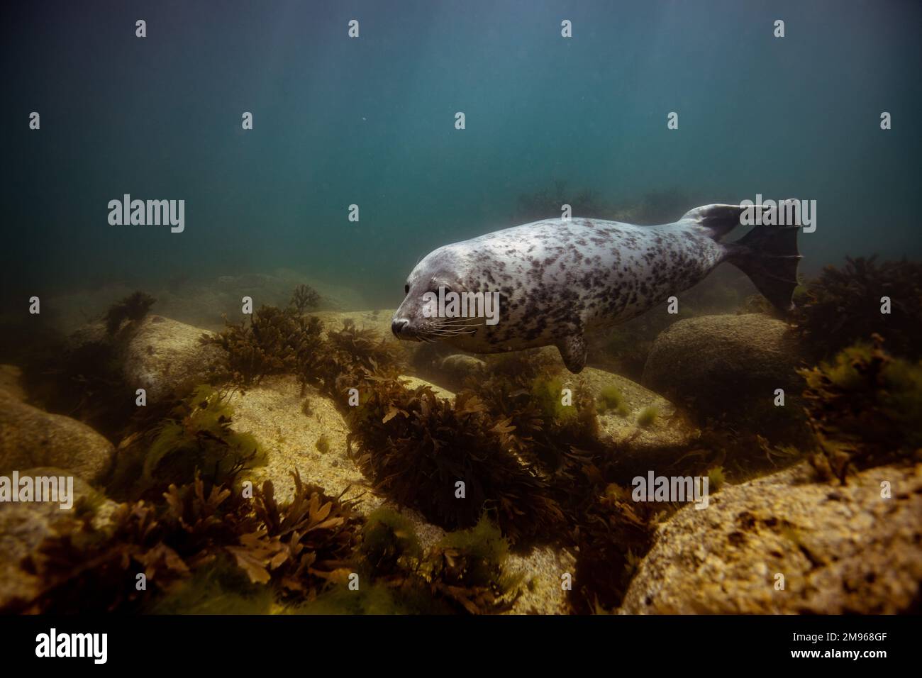 A common grey seal swims with scuba divers in the waters surrounding ...