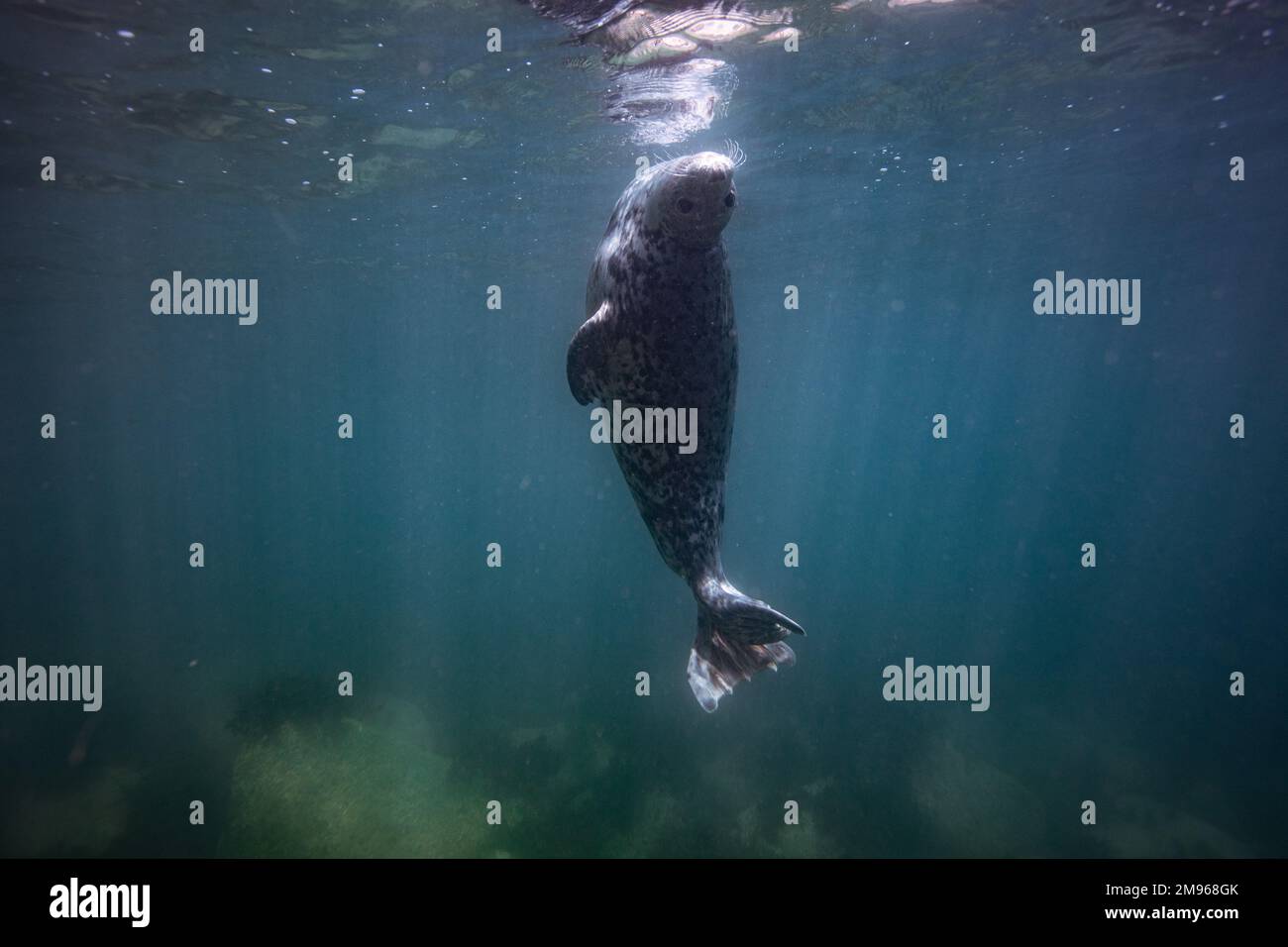 A common grey seal swims with scuba divers in the waters surrounding ...