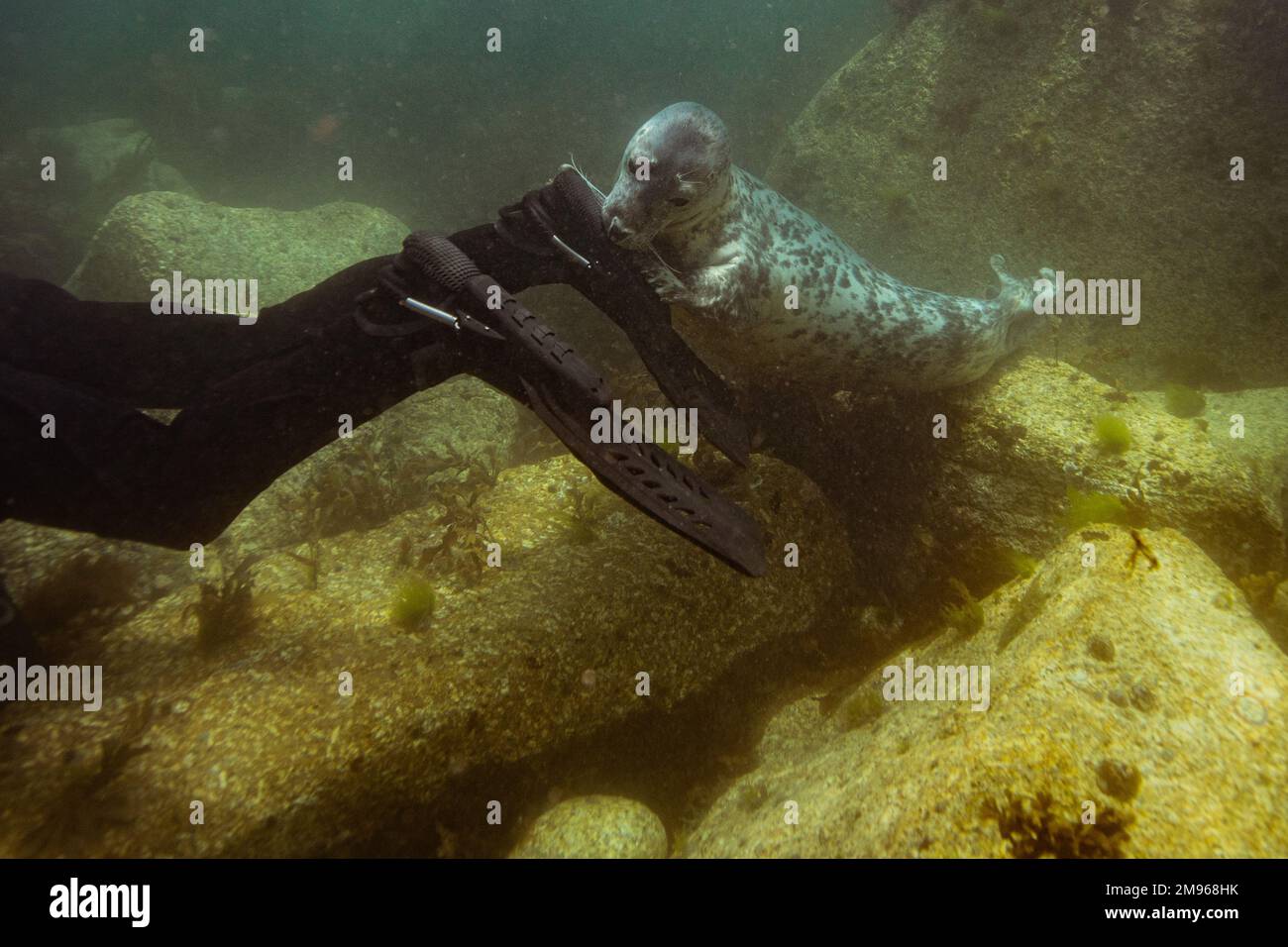 A common grey seal swims with scuba divers in the waters surrounding ...