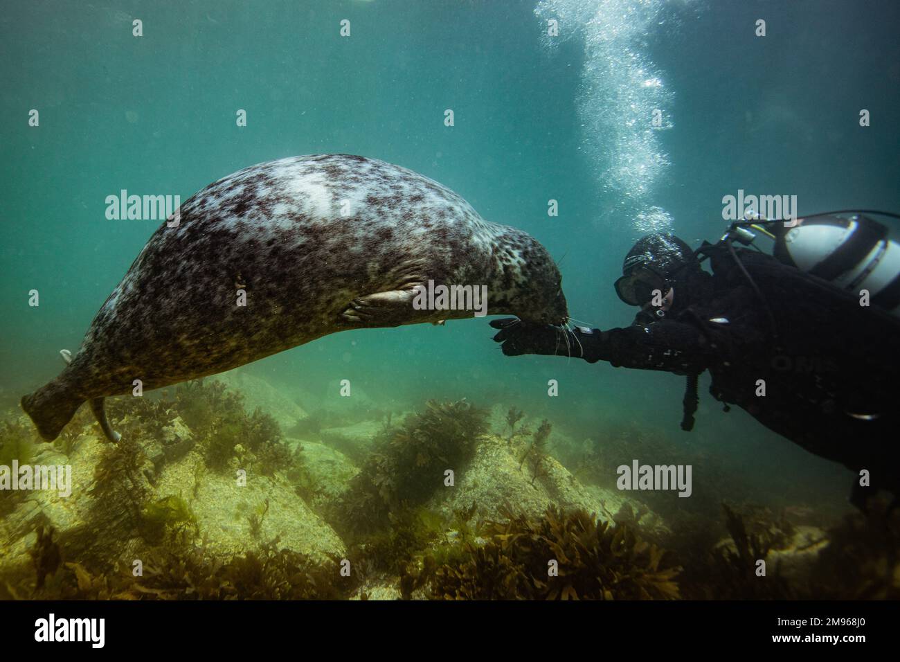 A common grey seal swims with scuba divers in the waters surrounding ...