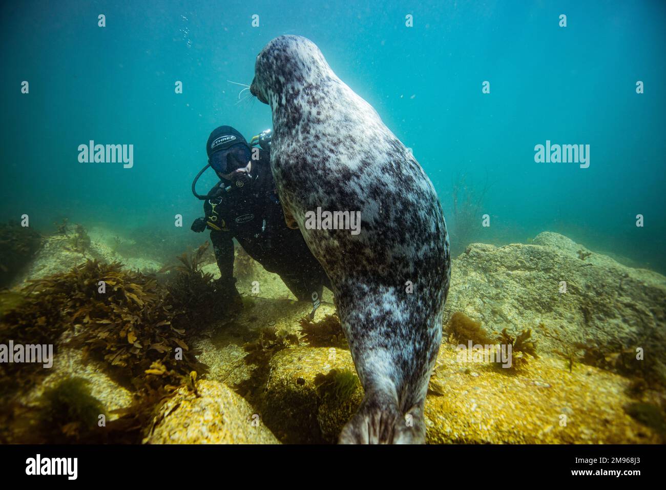 Seal diver hi-res stock photography and images - Alamy