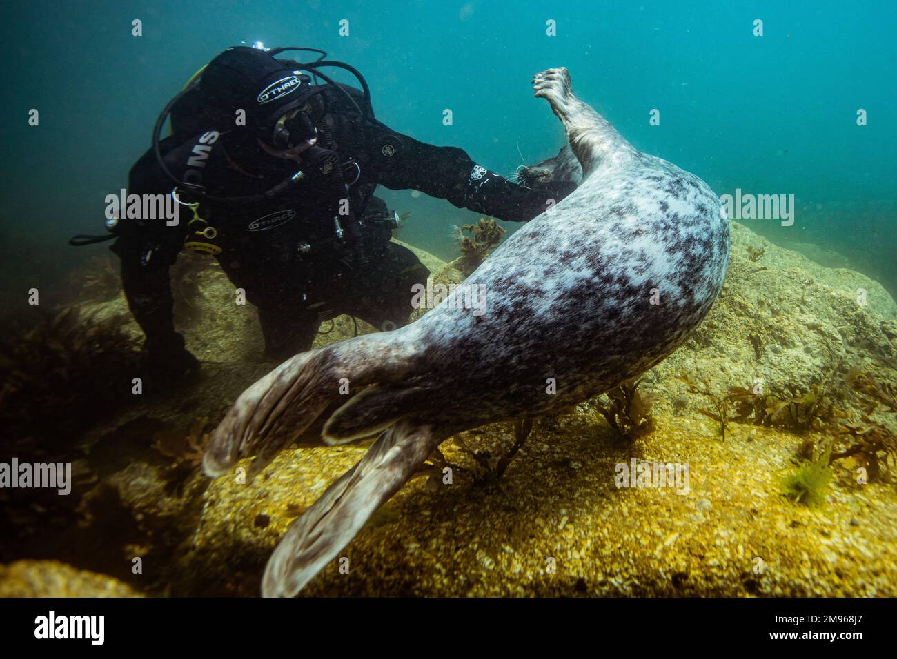 A common grey seal swims with scuba divers in the waters surrounding ...