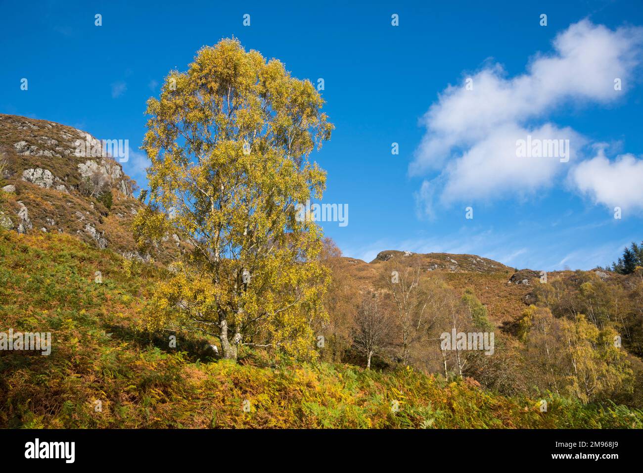 Gold birch tree hi-res stock photography and images - Alamy