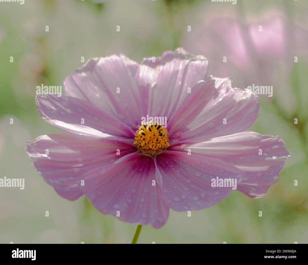 Soft pink floral hi-res stock photography and images - Alamy