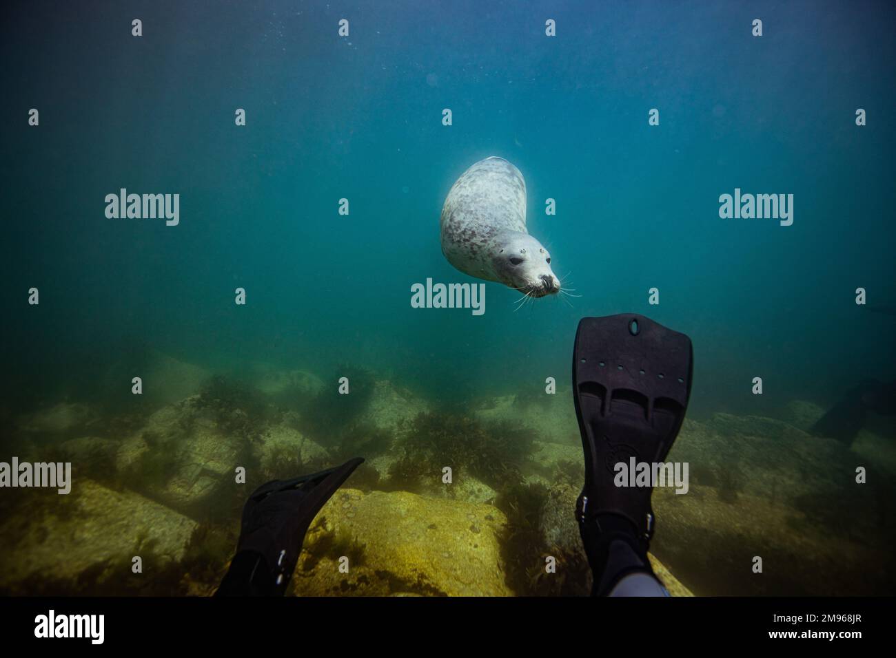 A common grey seal swims with scuba divers in the waters surrounding ...