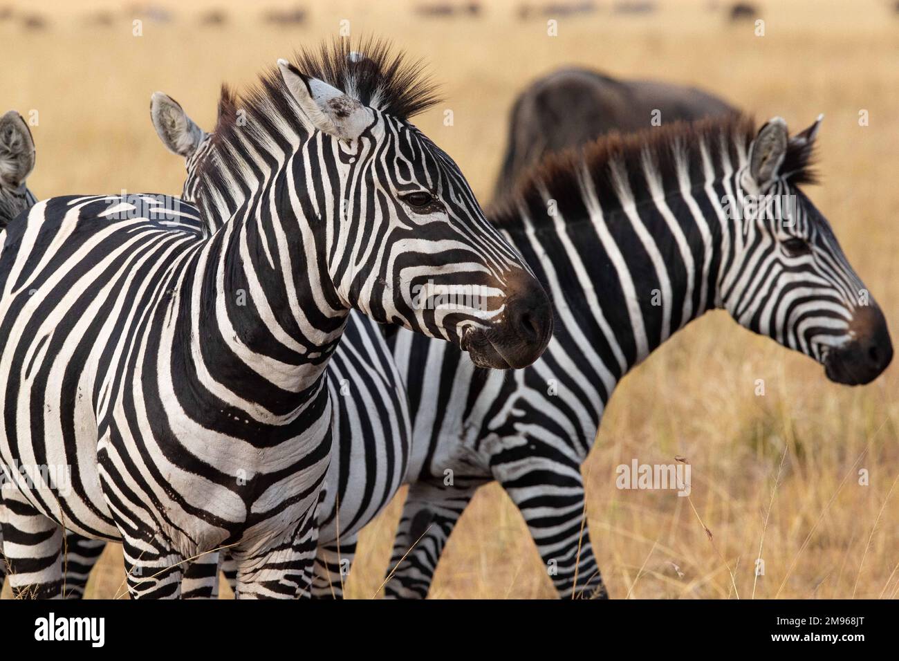 Afrika Safari Serengeti Zebra Stock Photo - Alamy