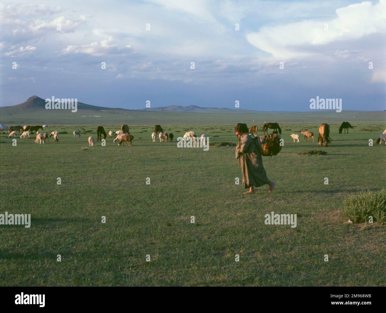 Landscape at Burd, Mongolia, with domestic animals Stock Photo - Alamy