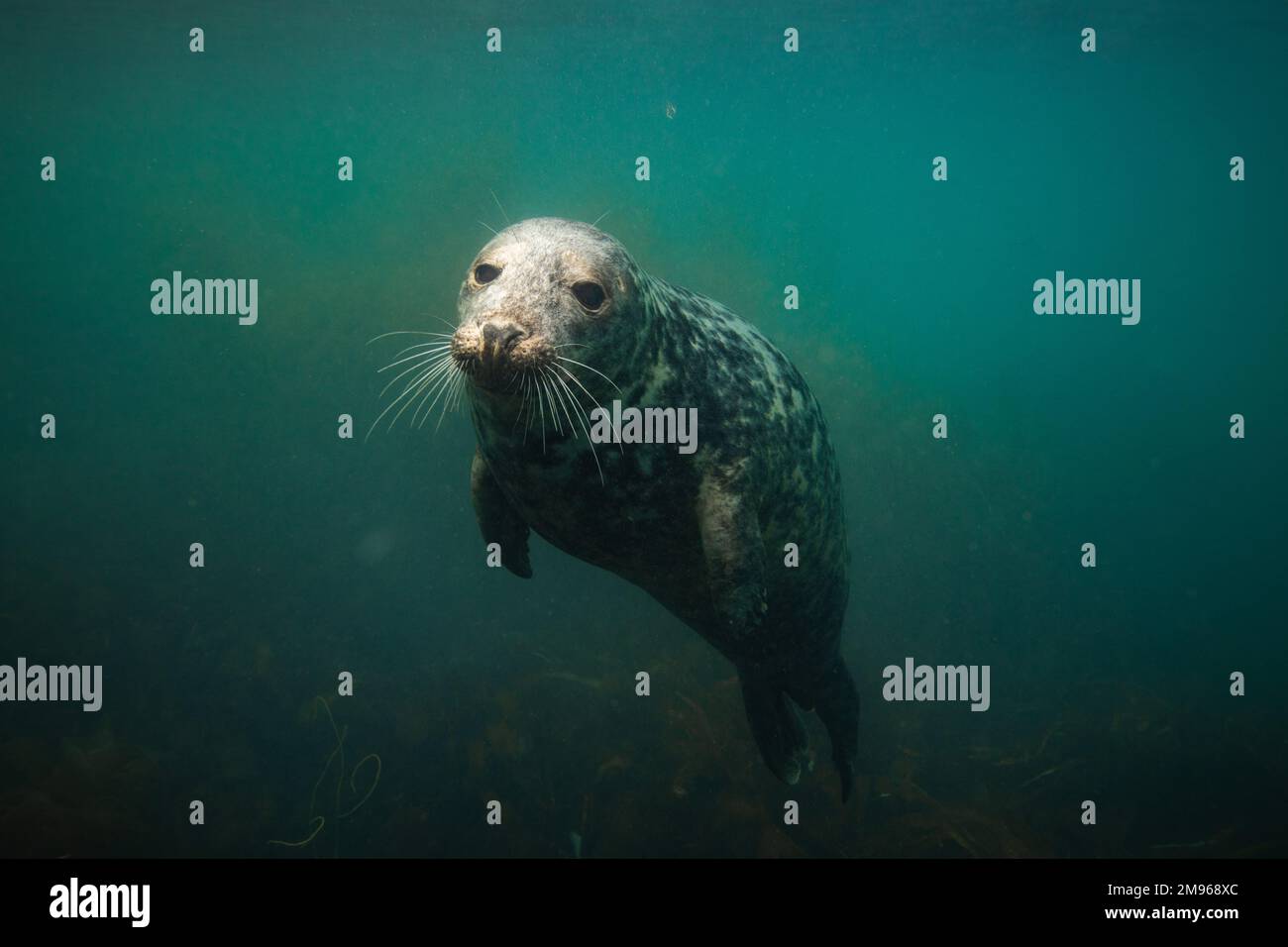 A common grey seal swims with scuba divers in the waters surrounding ...