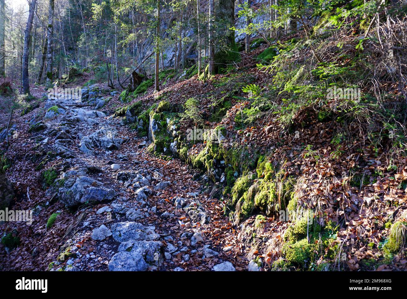 Stony hiking trail in the forest with shining sun rays at Königssee ...