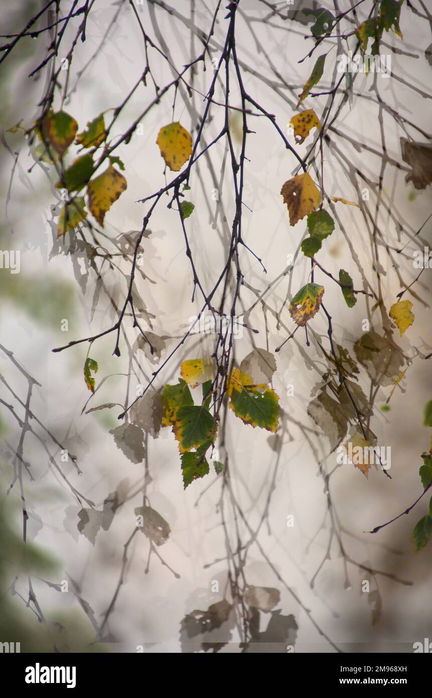 Birch tree branch green leaves hi-res stock photography and images - Alamy