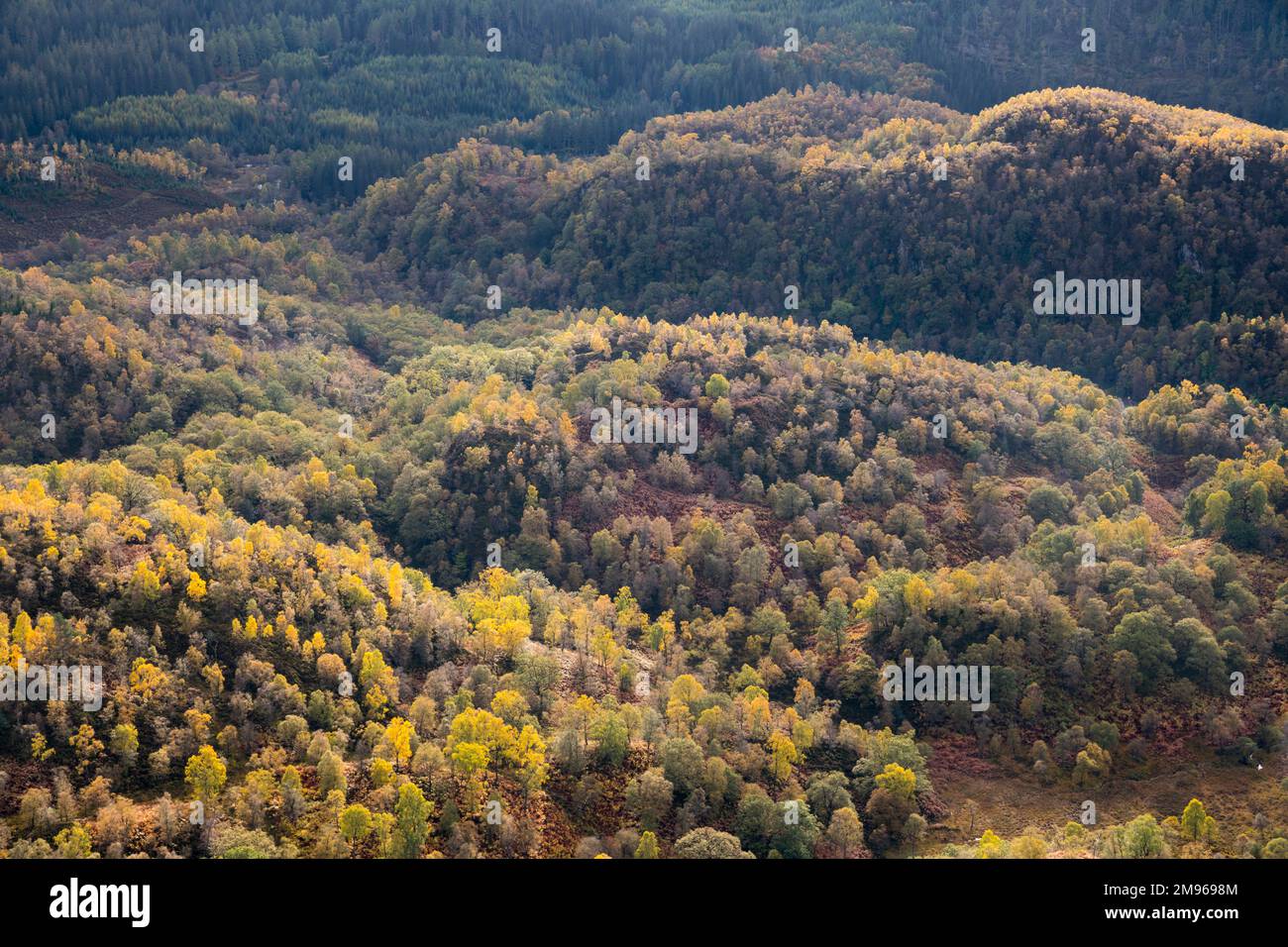 Birch woodland on the slopes of Ben Venue, Loch Lomand and Trossachs ...
