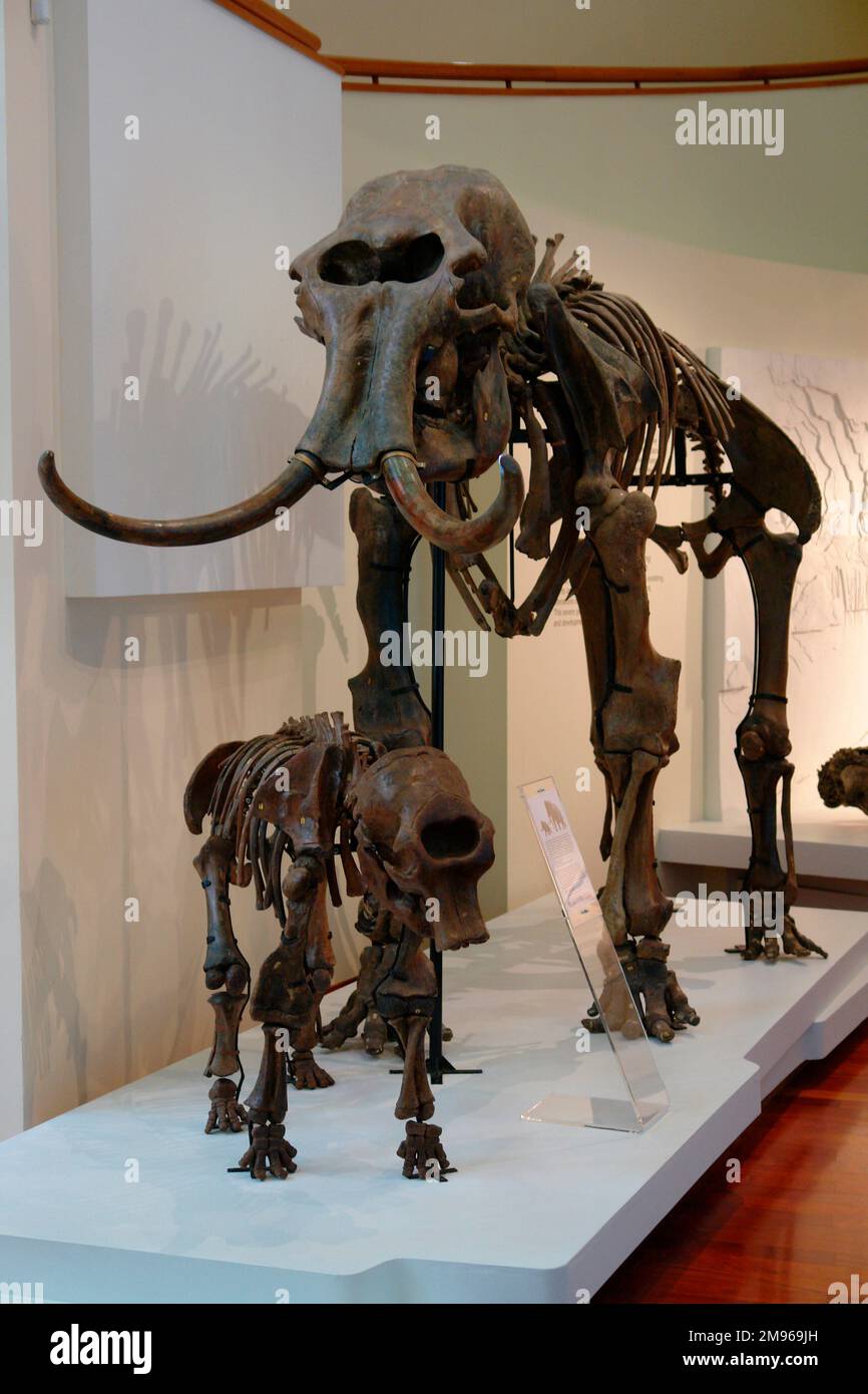 Two mammoth skeletons (female and young) on display in the museum at ...