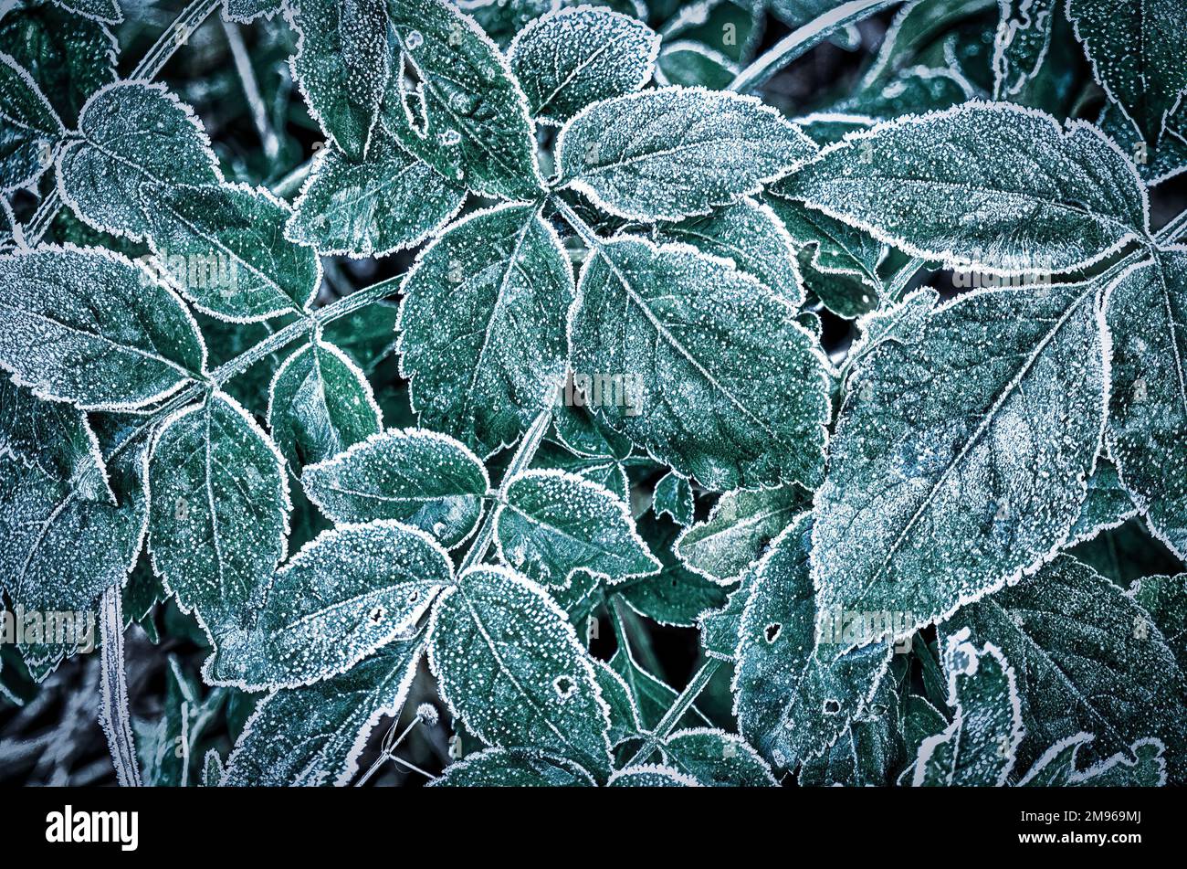 Frozen leaves of plant hi-res stock photography and images - Alamy