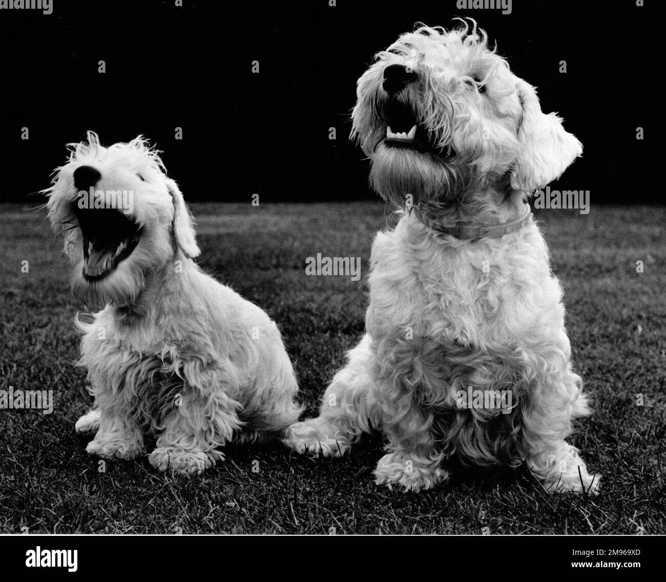Two long teeth Black and White Stock Photos & Images - Alamy