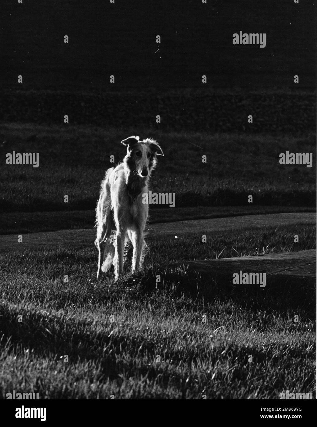 Long hair greyhound Black and White Stock Photos & Images - Alamy