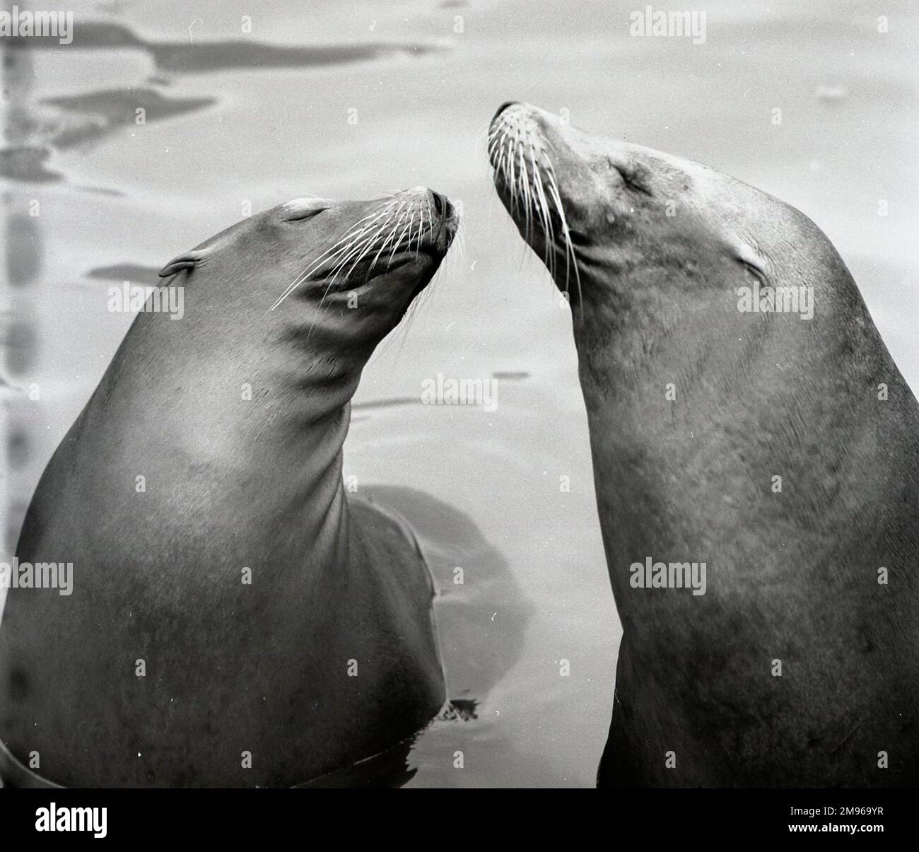 Two seals at the zoo with their heads poking out of the water, looking ...