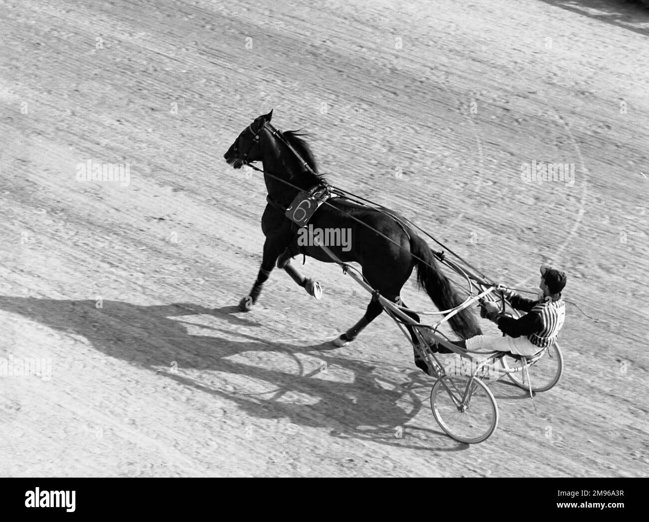 Aerial view of a horse trap and jockey, taking part in a race Stock ...