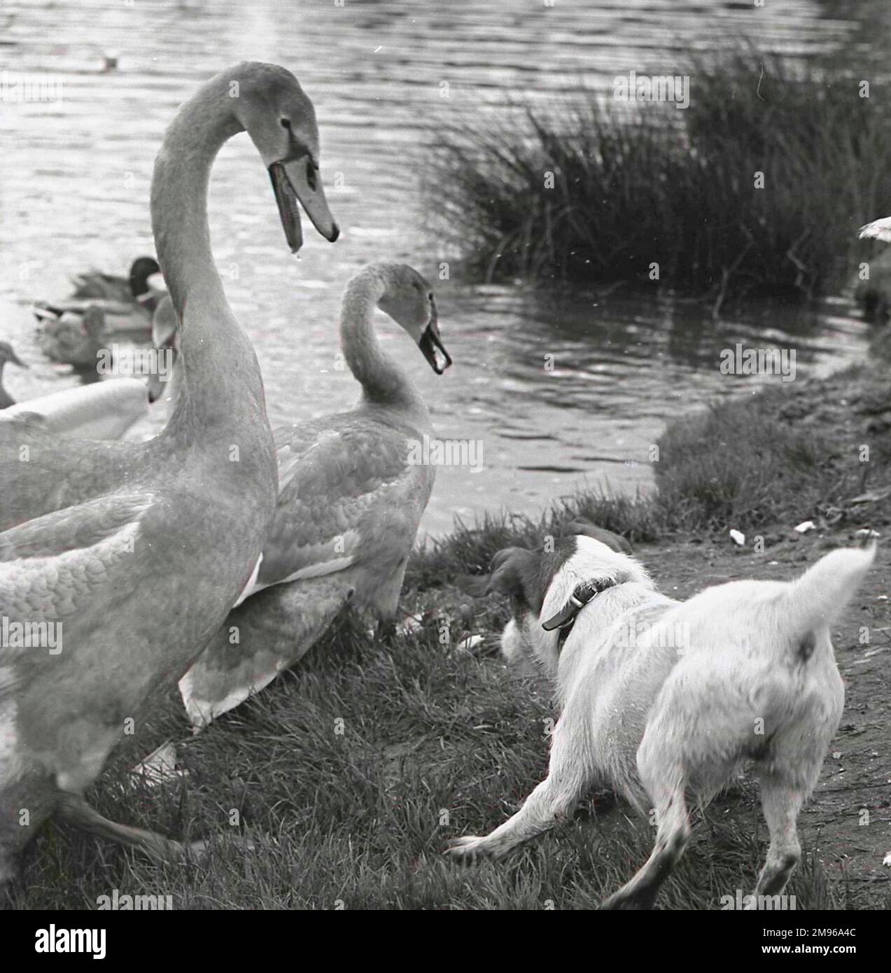 An intrepid little dog is seen off by two swans, who would rather not ...