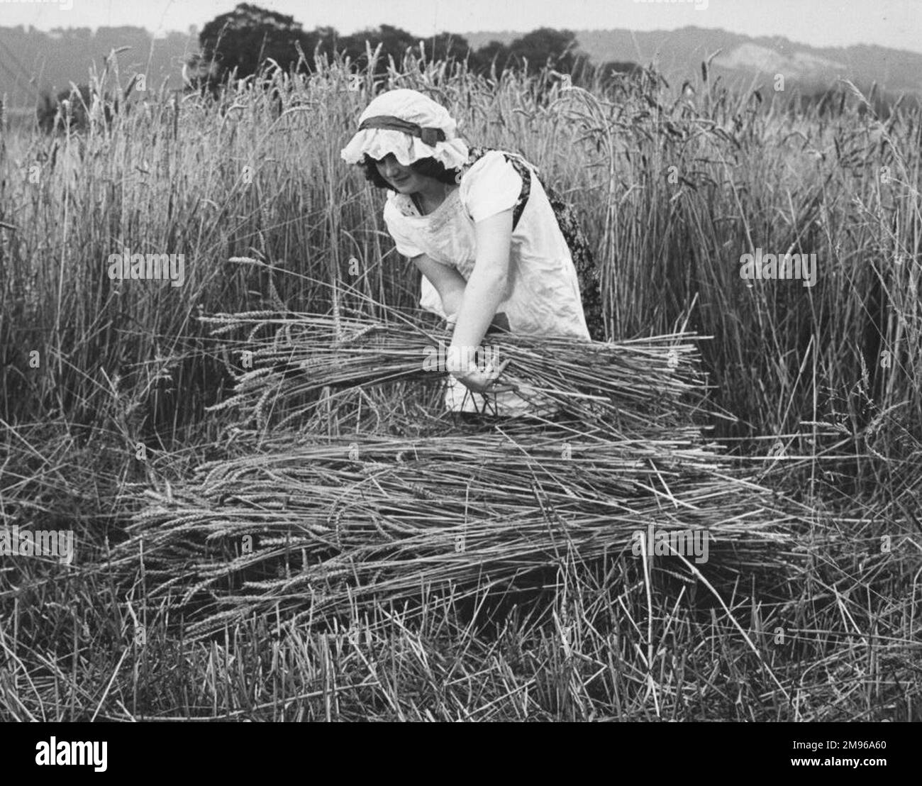Sheaves of corn hi-res stock photography and images - Alamy