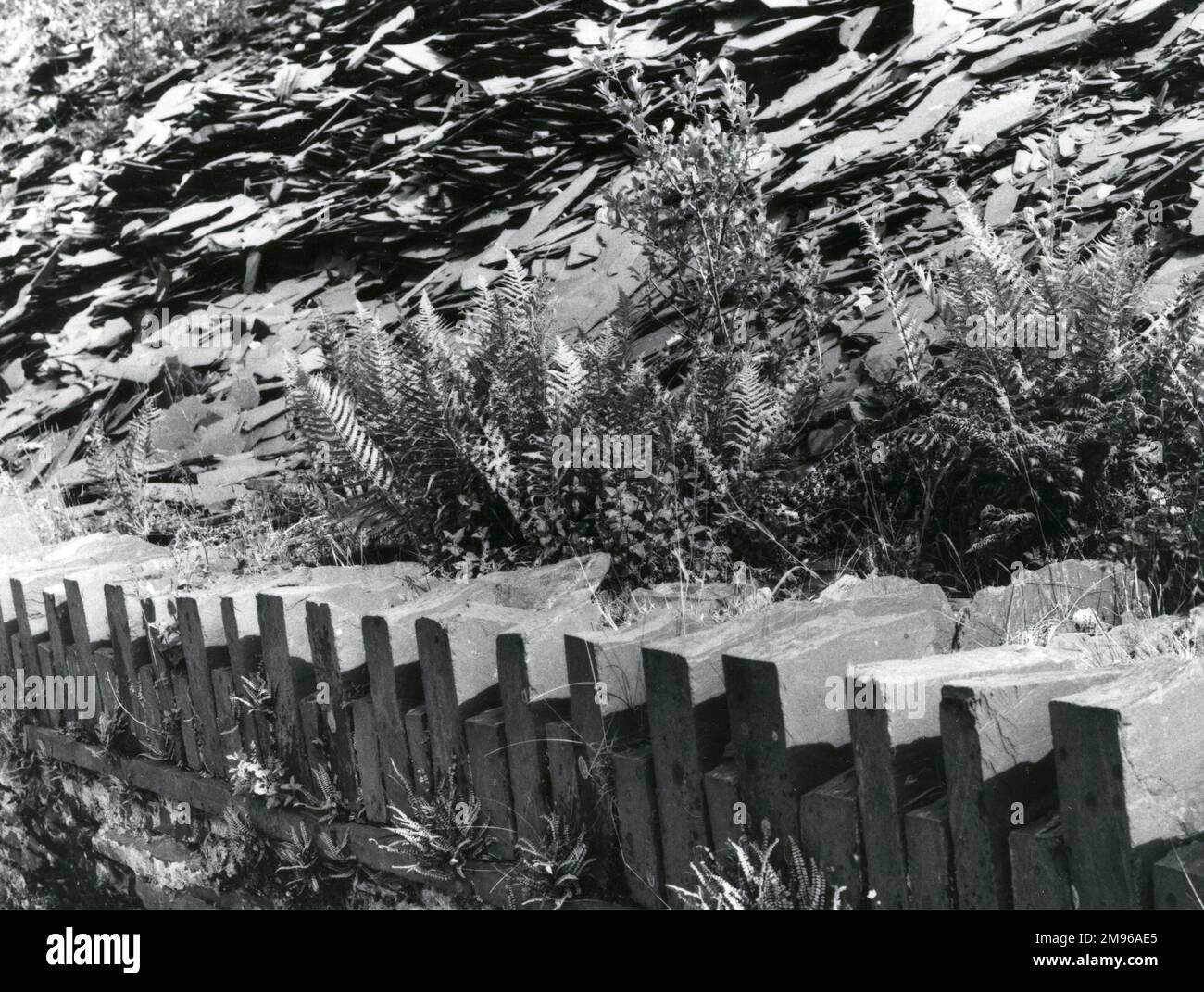 Intricate patterning made from slate on the roof of an abandoned ...