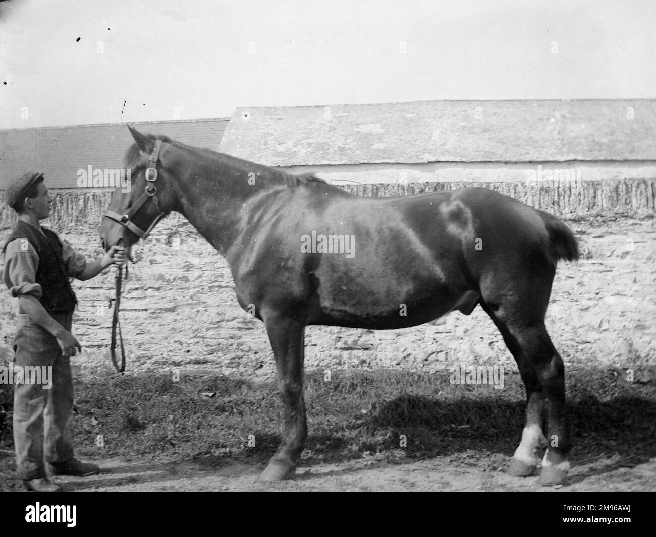A stable boy with his shirtsleeves rolled up, posing with a stallion ...