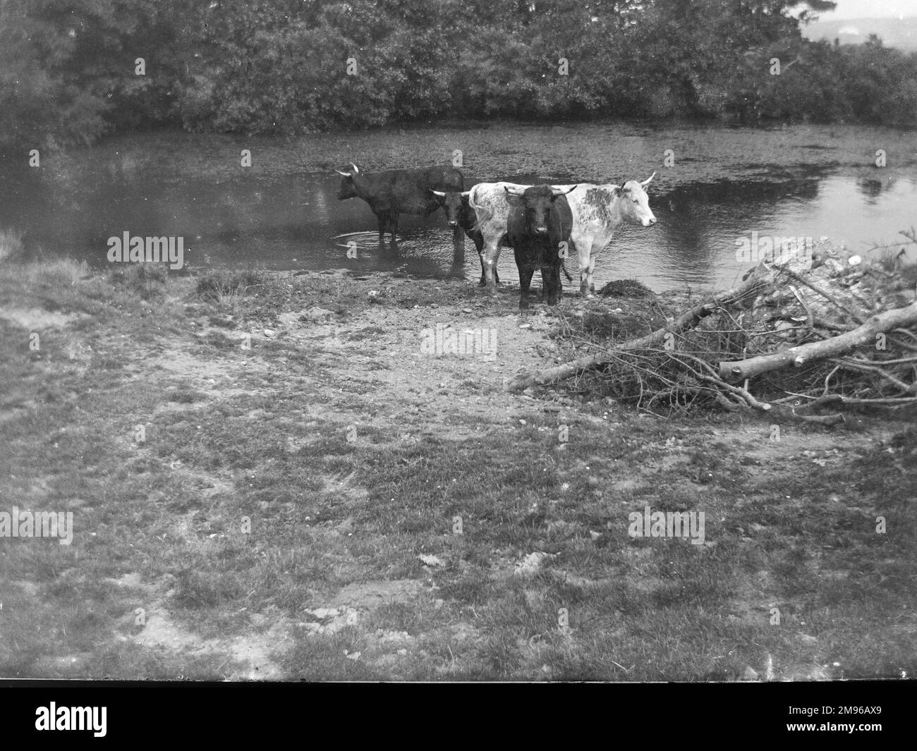 Cows at St Non's pond, St David's, Pembrokeshire, Dyfed, South Wales ...