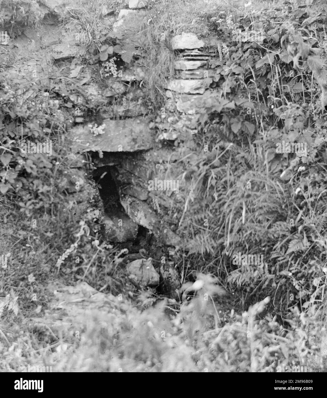 Horses and sheep hi-res stock photography and images - Alamy