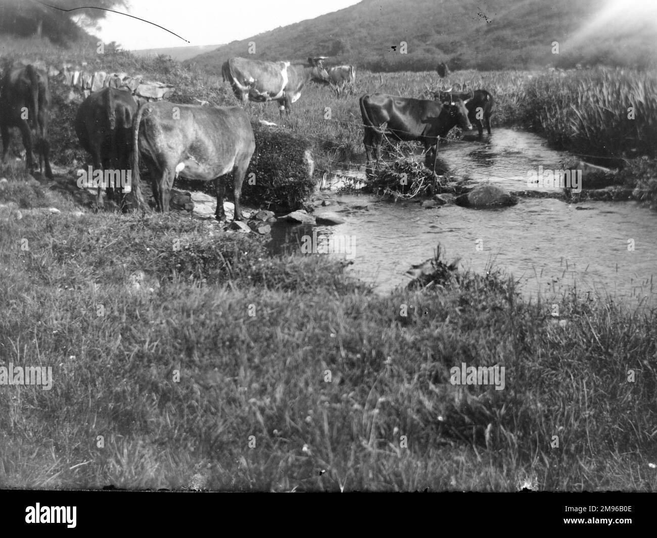 Marsh cattle Black and White Stock Photos & Images - Alamy