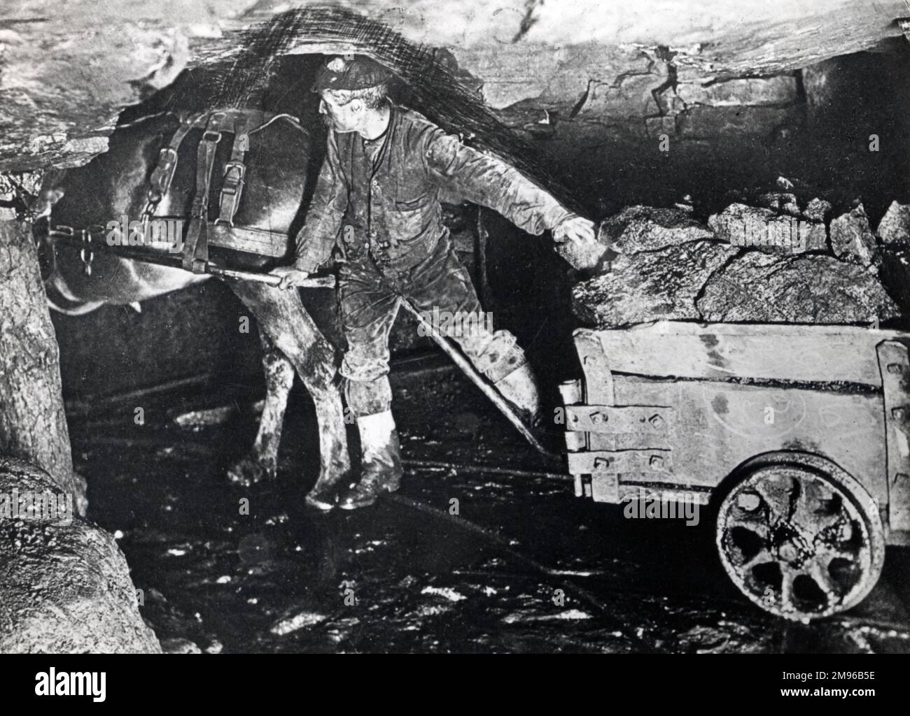 Welsh coal horses hi-res stock photography and images - Alamy