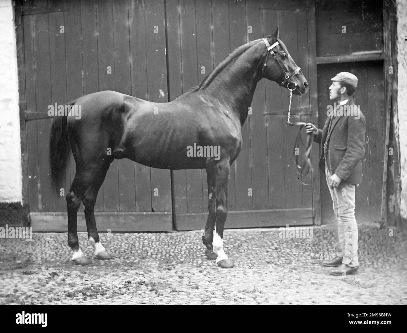 A groom with a magnificent stallion in a cobbled area in front of ...