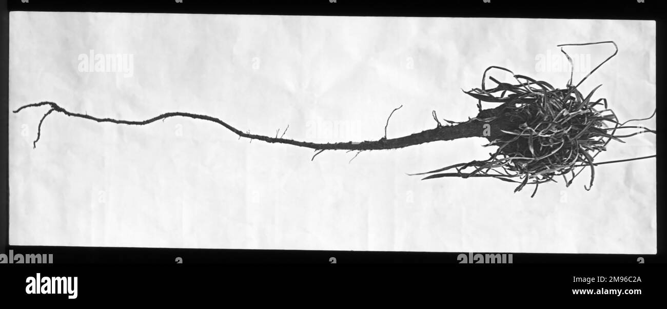 Taproot of the Armeria Plantaginea (Thrift Stock Photo - Alamy