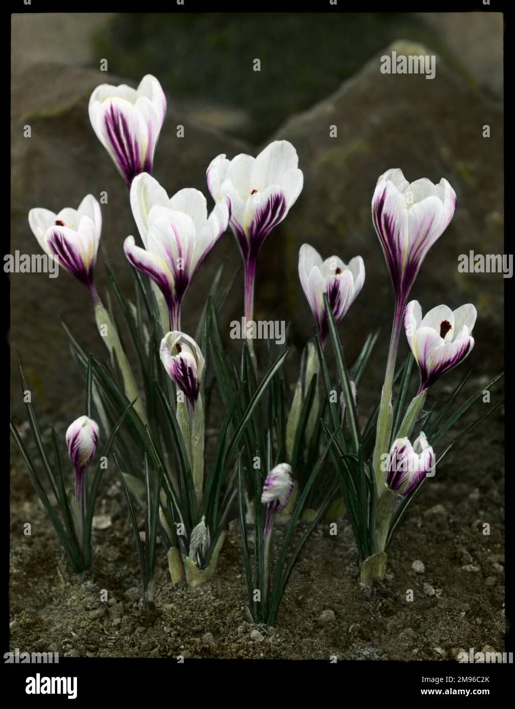 Crocus Versicolor (Cloth of Silver crocus), with white petals and ...