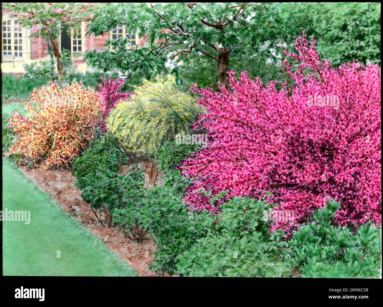 A border full of different coloured Cytisus (Broom Stock Photo - Alamy