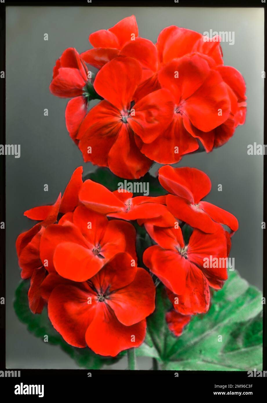 Pelargonium Sir Thomas Hanbury of the Geraniaceae family, with bright ...