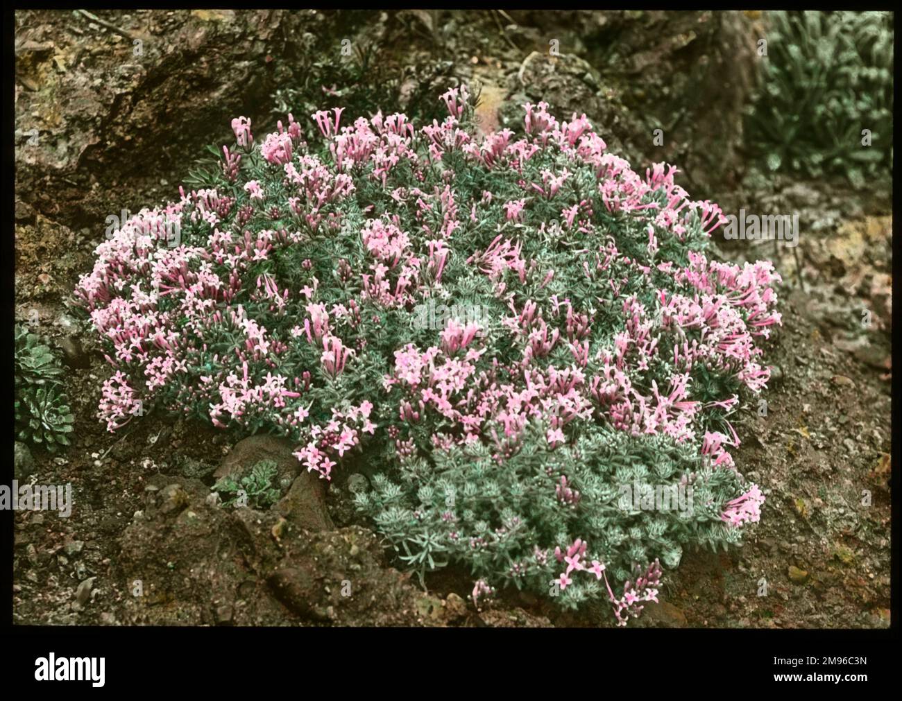 Asperula suberosa hi-res stock photography and images - Alamy