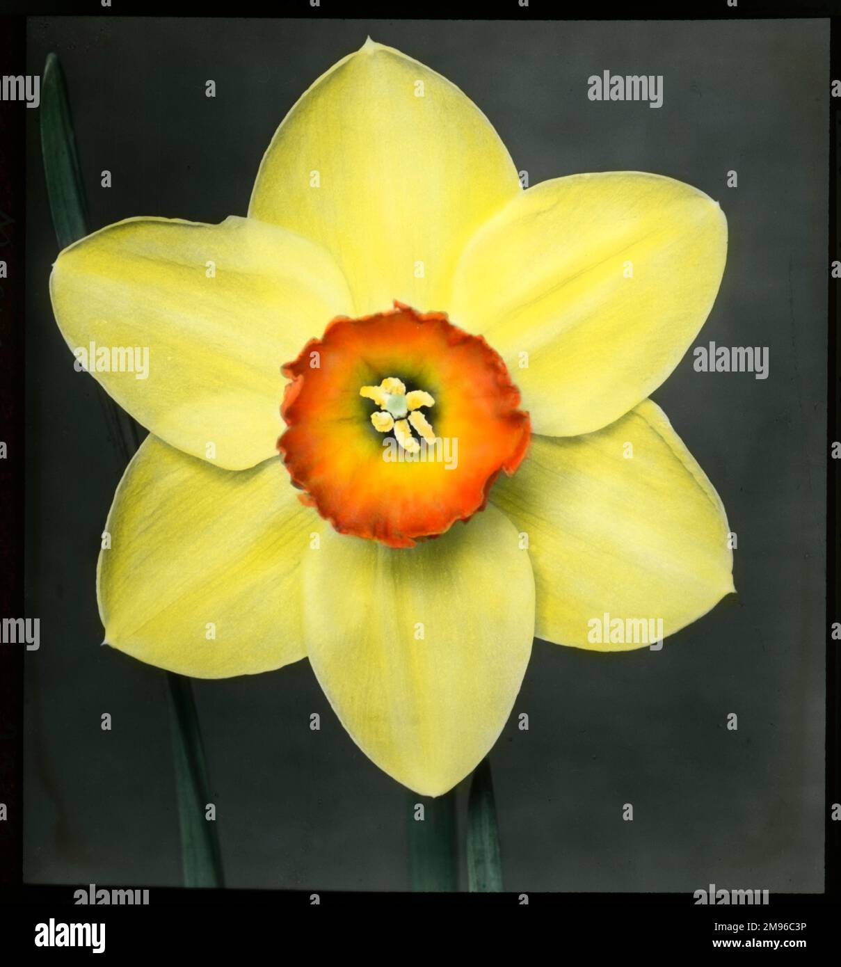 Narcissus Marksman Daffodil of the Amaryllidaceae family, a bright ...