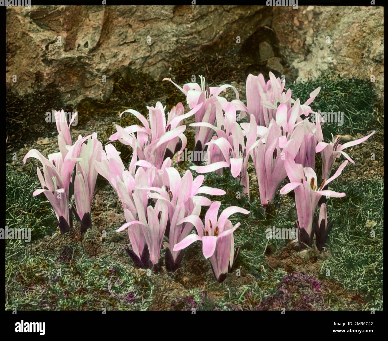 Bulbocodium Vernum (Spring Meadow Saffron), a beautiful but poisonous ...