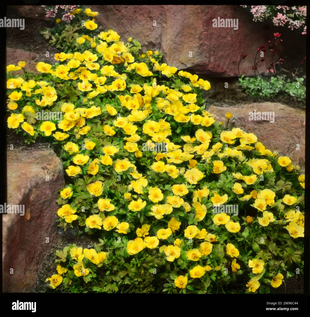 Ranunculus Montanus (Molten Gold Montana or Mountain Buttercup), a ...