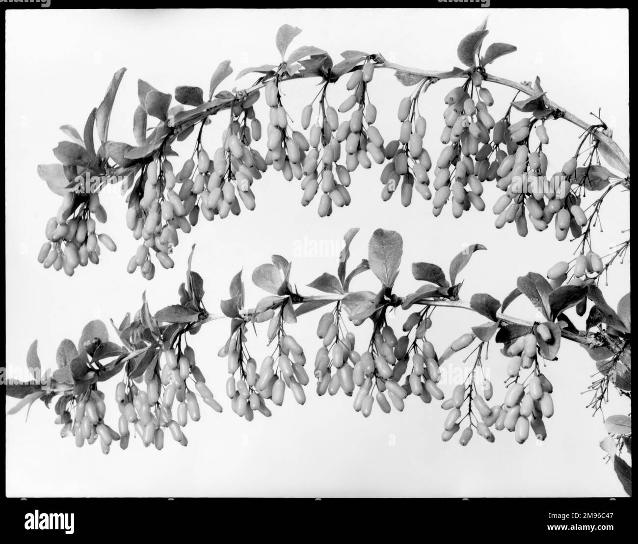 Berberidaceae family hi-res stock photography and images - Alamy
