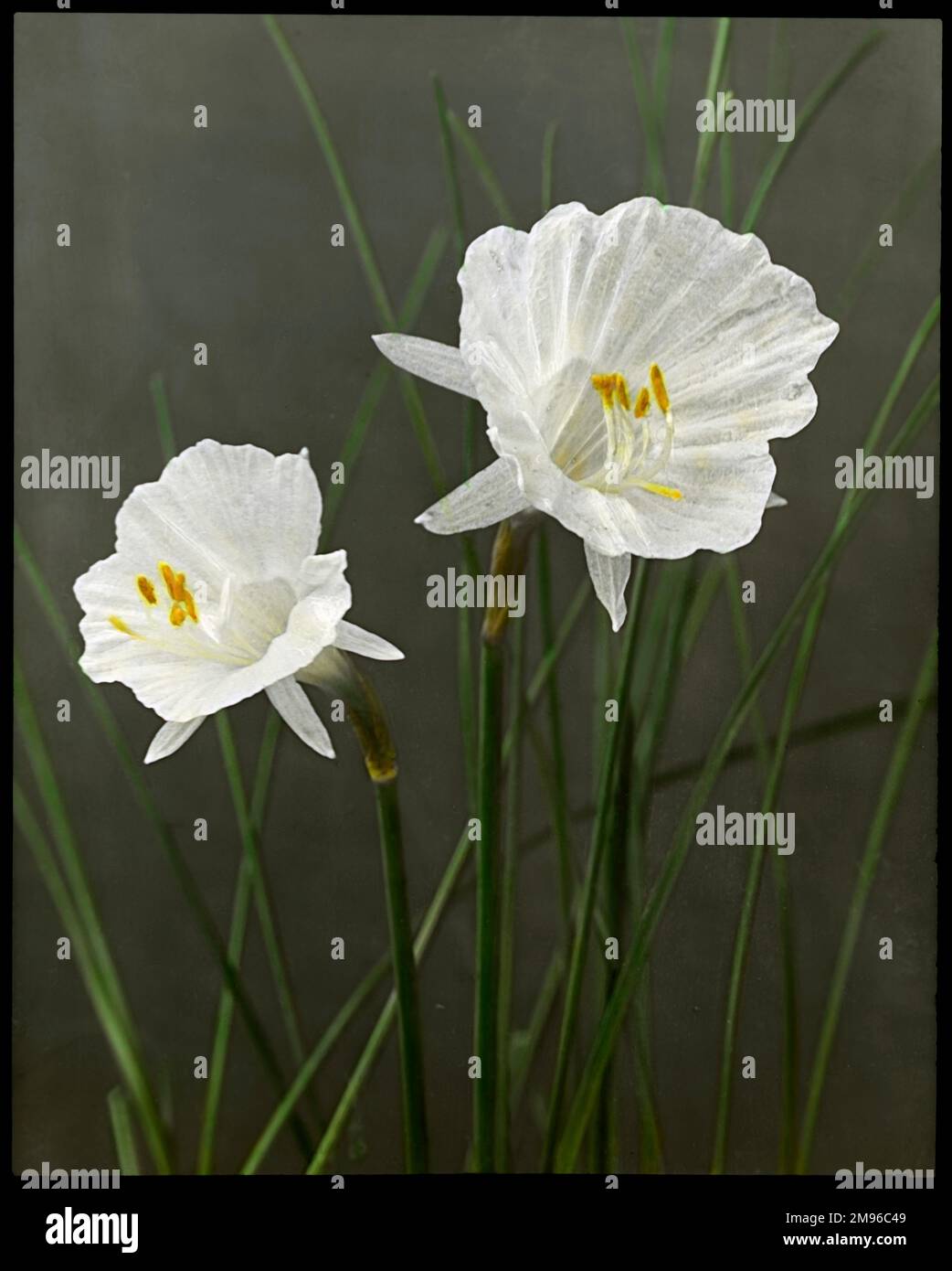 Narcissus Cantabricus Monophyllus (Durieu) of the Amaryllidaceae family ...