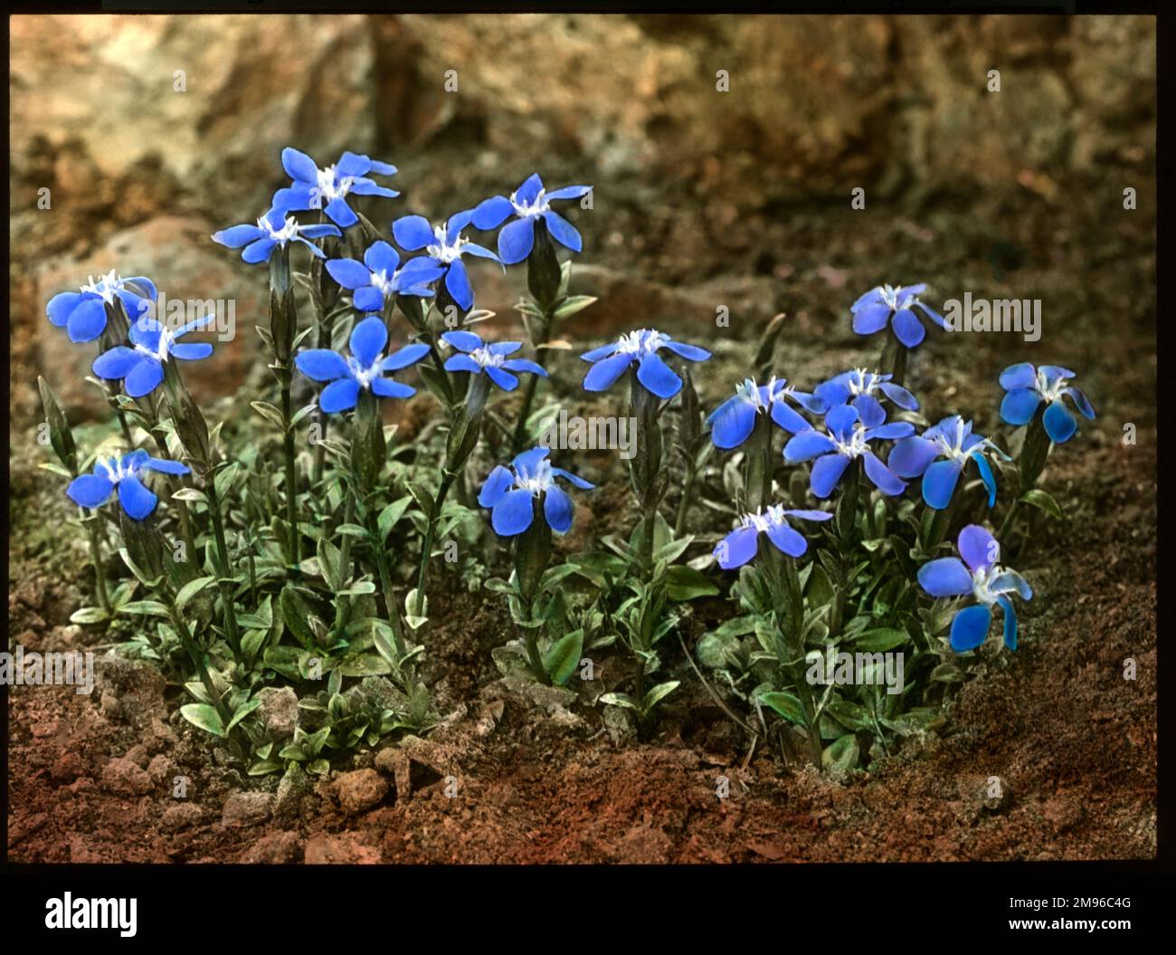 Gentiana Verna (Spring Gentian), a perennial plant of the Gentianaceae ...