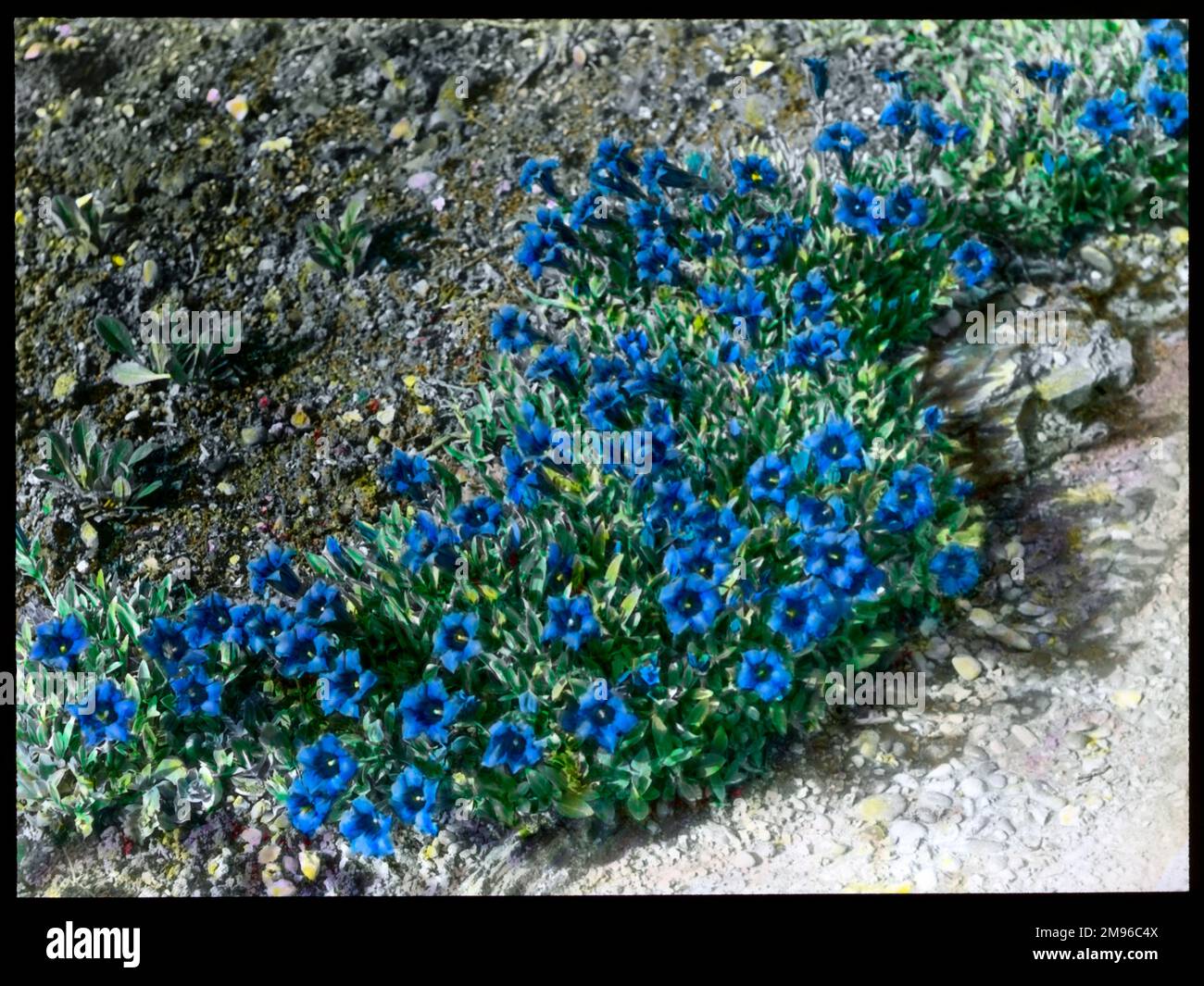 Gentiana Acaulis (Stemless Gentian), a perennial plant of the ...