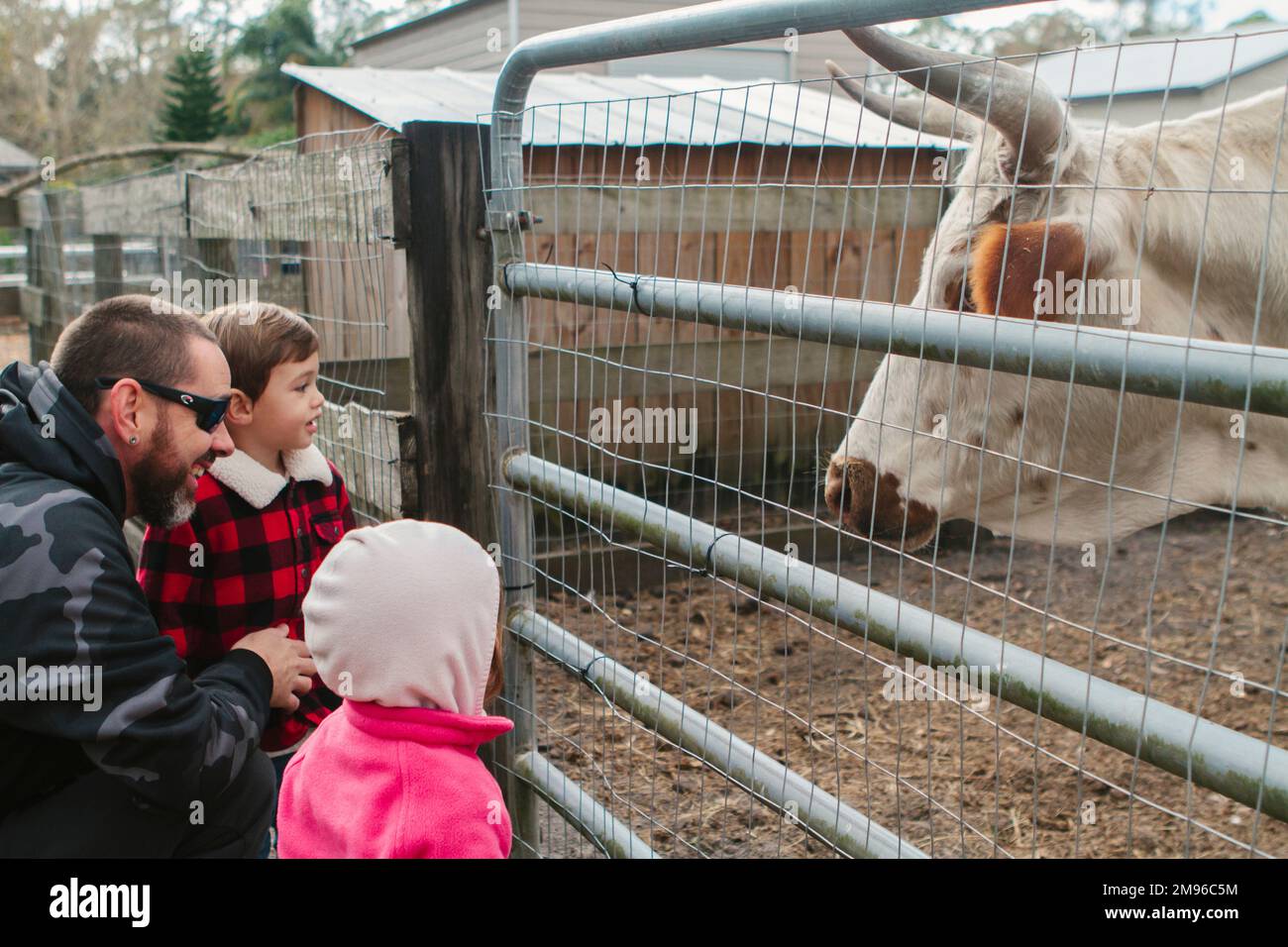 Father and son looking at bull through fence at Florida farm during ...