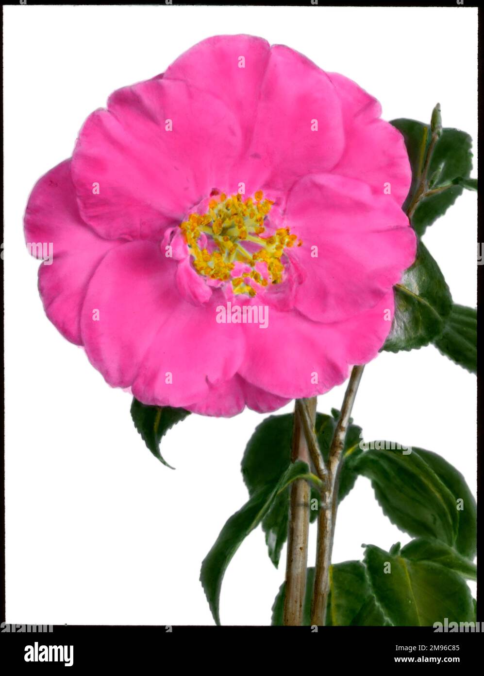 Close-up of the large pink flower of the Camellia Hassai (Higo), a ...