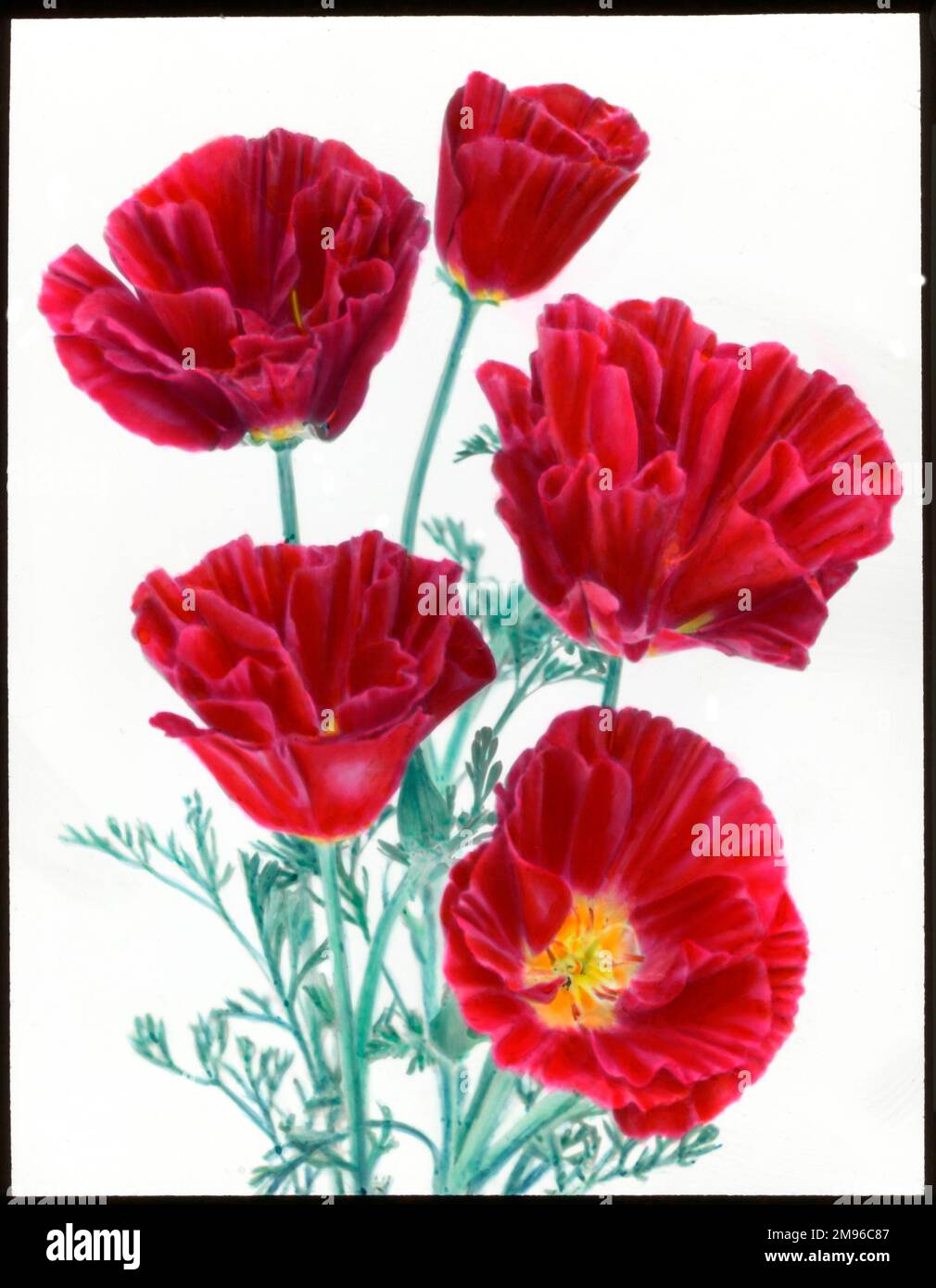 Eschscholzia Californica (Cherry Ripe or California Poppy) of the ...