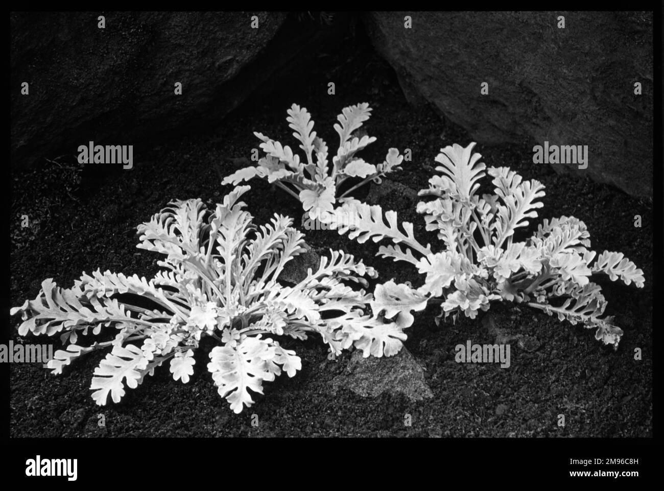 Senecio Incanus, subspecies persoonii, a flowering plant of the ...